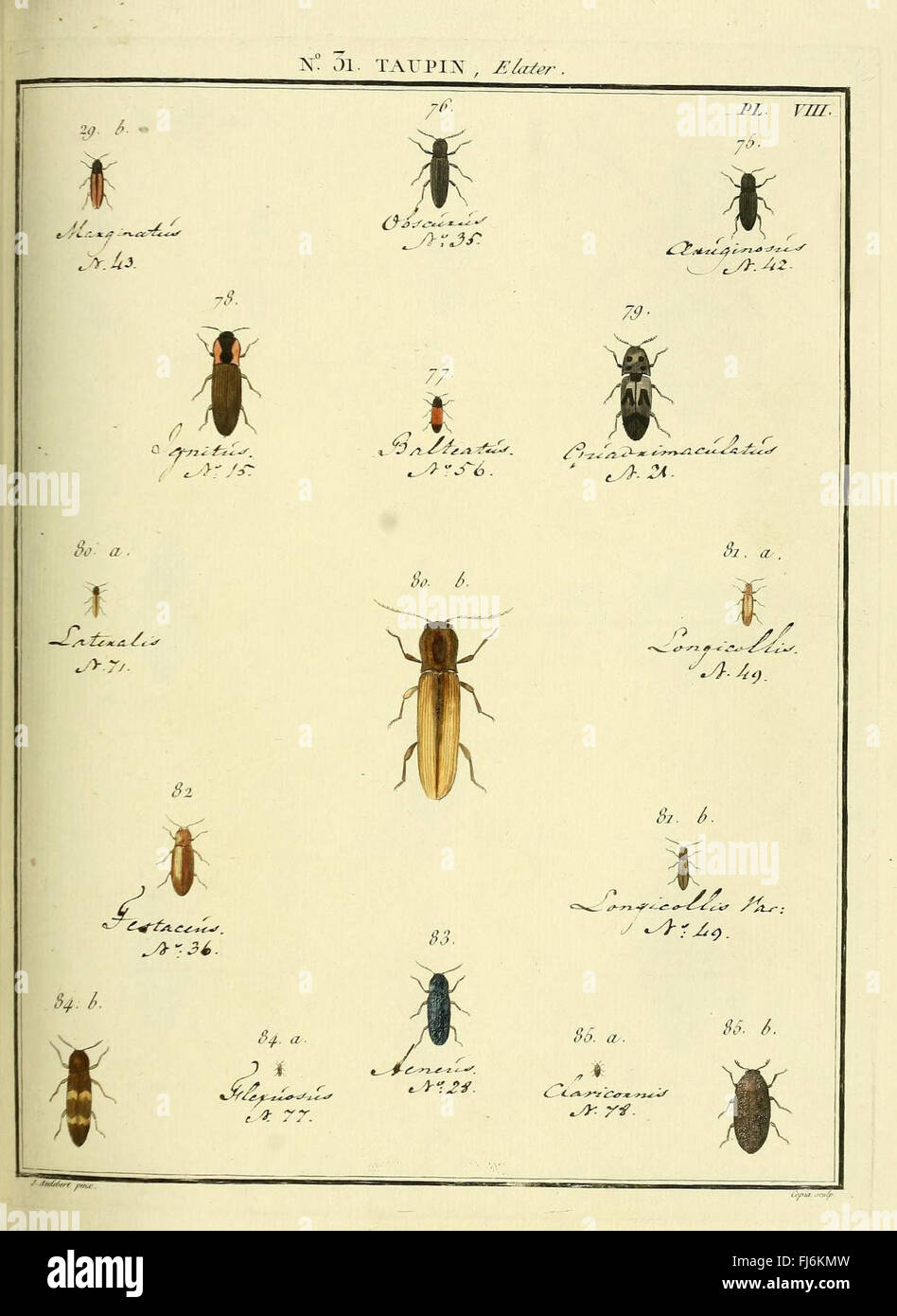 A French entomological work detailing the natural history of insects ...