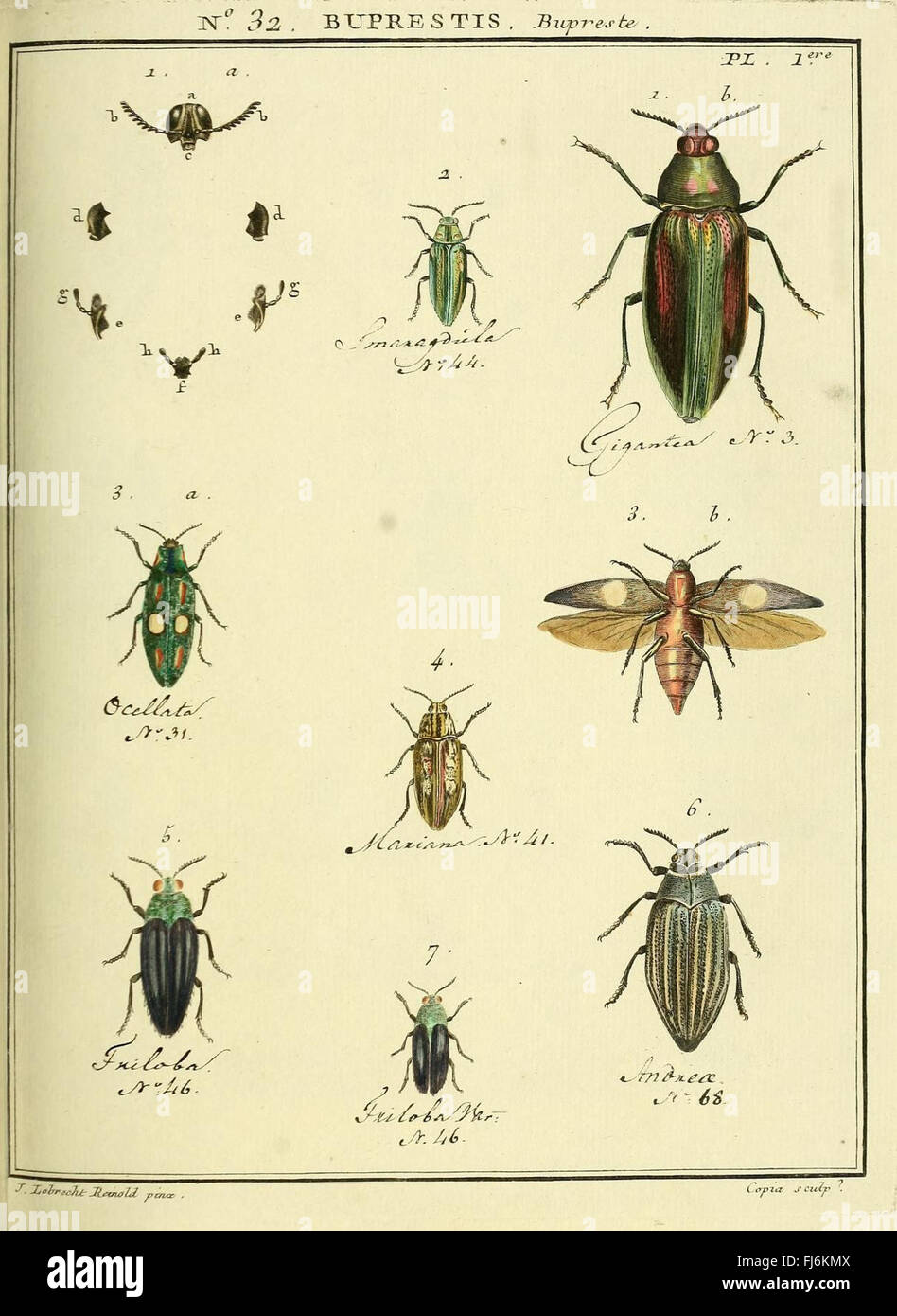 Entomologie, or, Natural History of Insects, featuring Plate I of ...