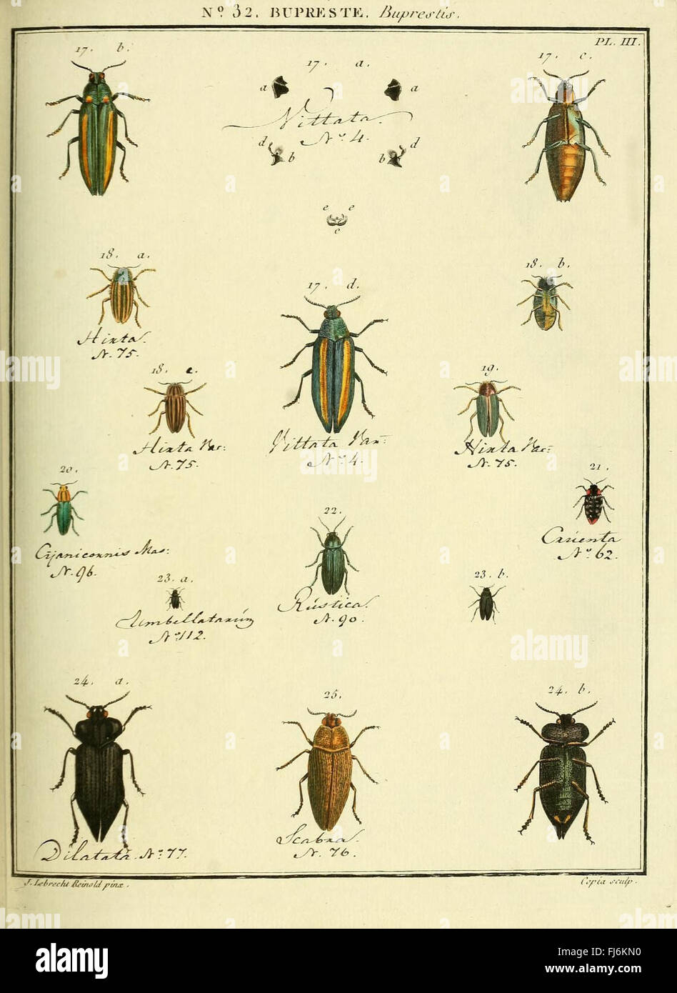 Entomologie, or Natural History of Insects, featuring beetle species ...