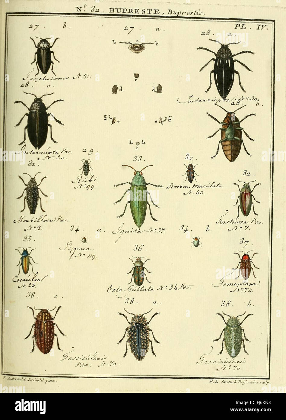 A comprehensive study of the Buprestidae family of beetles, with ...