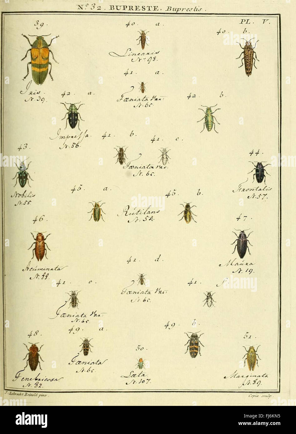 Entomology, Natural History of Insects, Beetles, Smithsonian ...