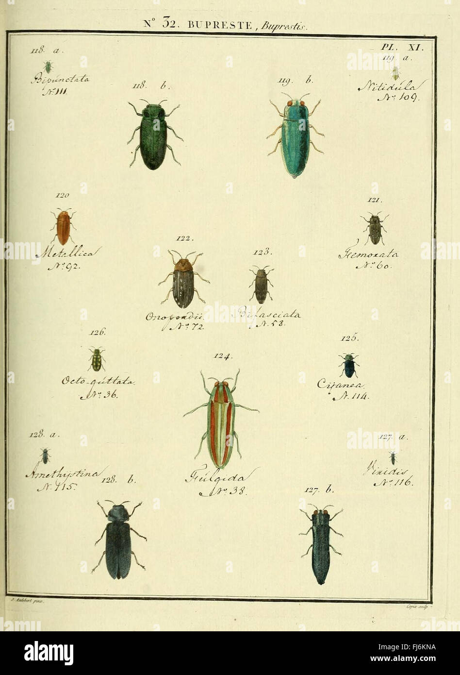 French entomological work focusing on beetles of the Buprestidae family ...
