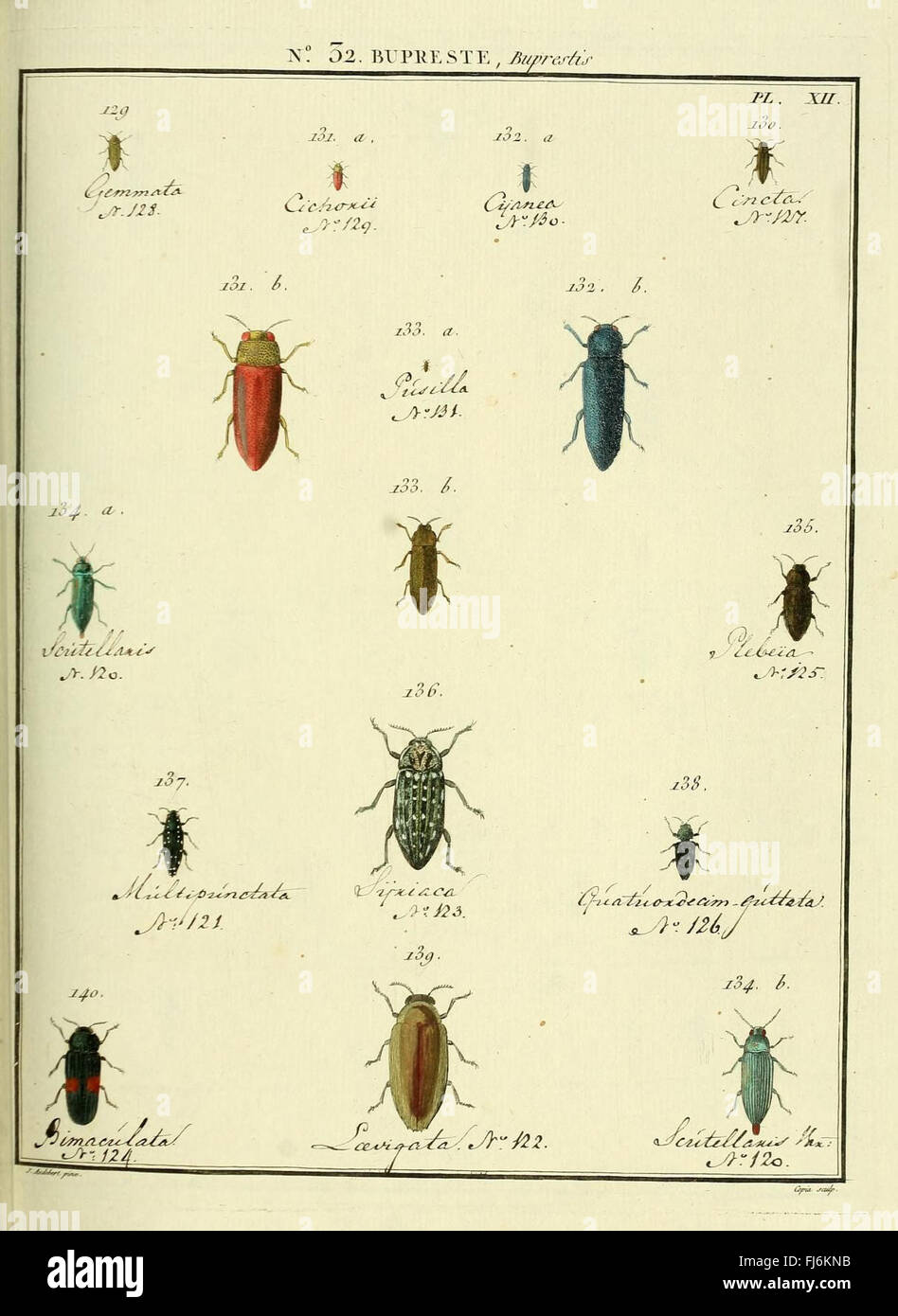 Illustrated entomological study on beetles, detailing species ...