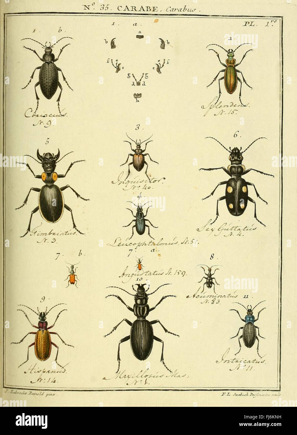 Insects, Entomology, Smithsonian Institution Stock Photo - Alamy