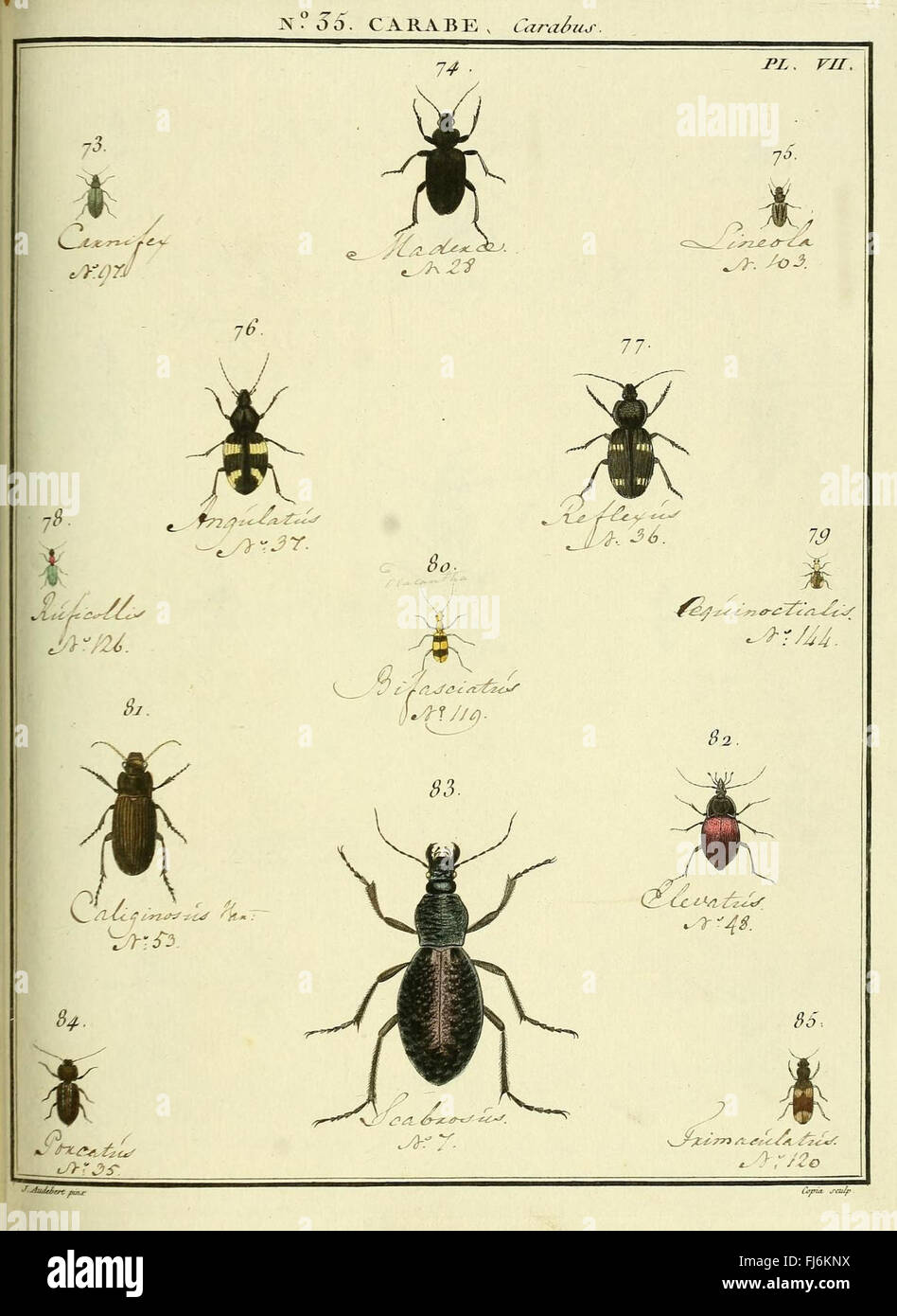 Entomology, or Natural History of Insects, a scientific work ...