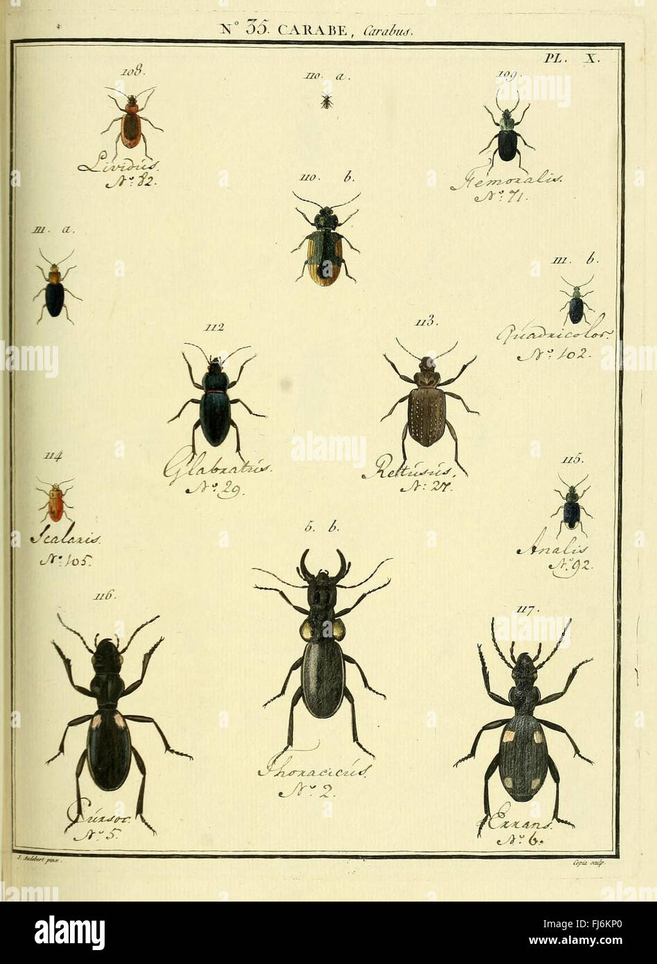 Entomology, or, Natural History of Insects (No. 35 Carabe Pl. X Stock ...