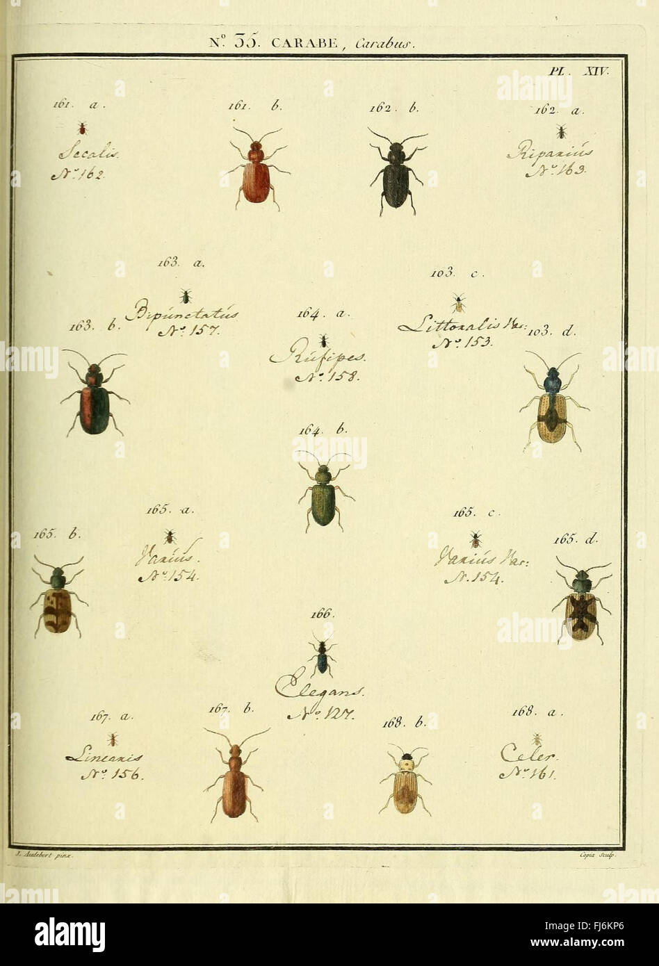 A detailed entomological work focusing on beetle species, including ...