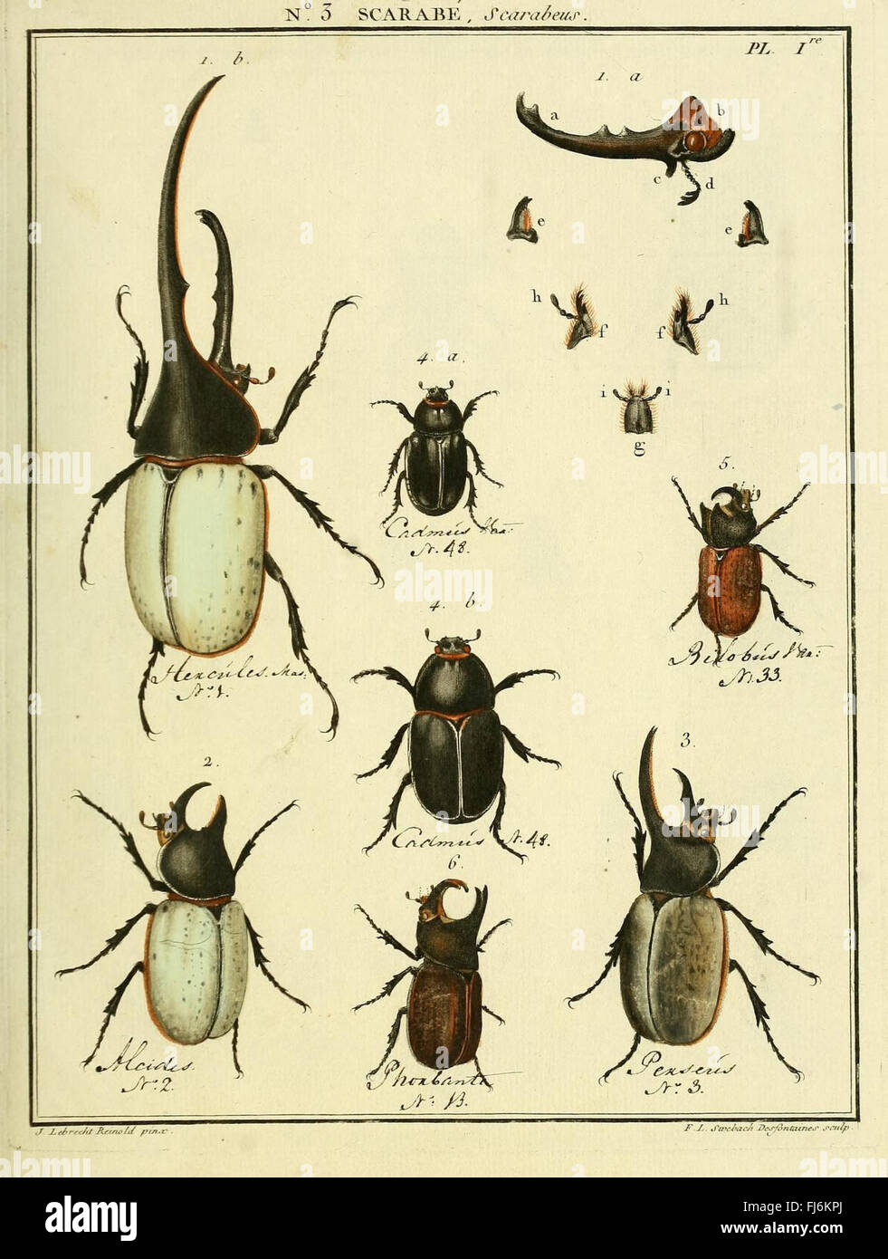 Entomology work on beetles (Scarabaeidae), featuring detailed ...