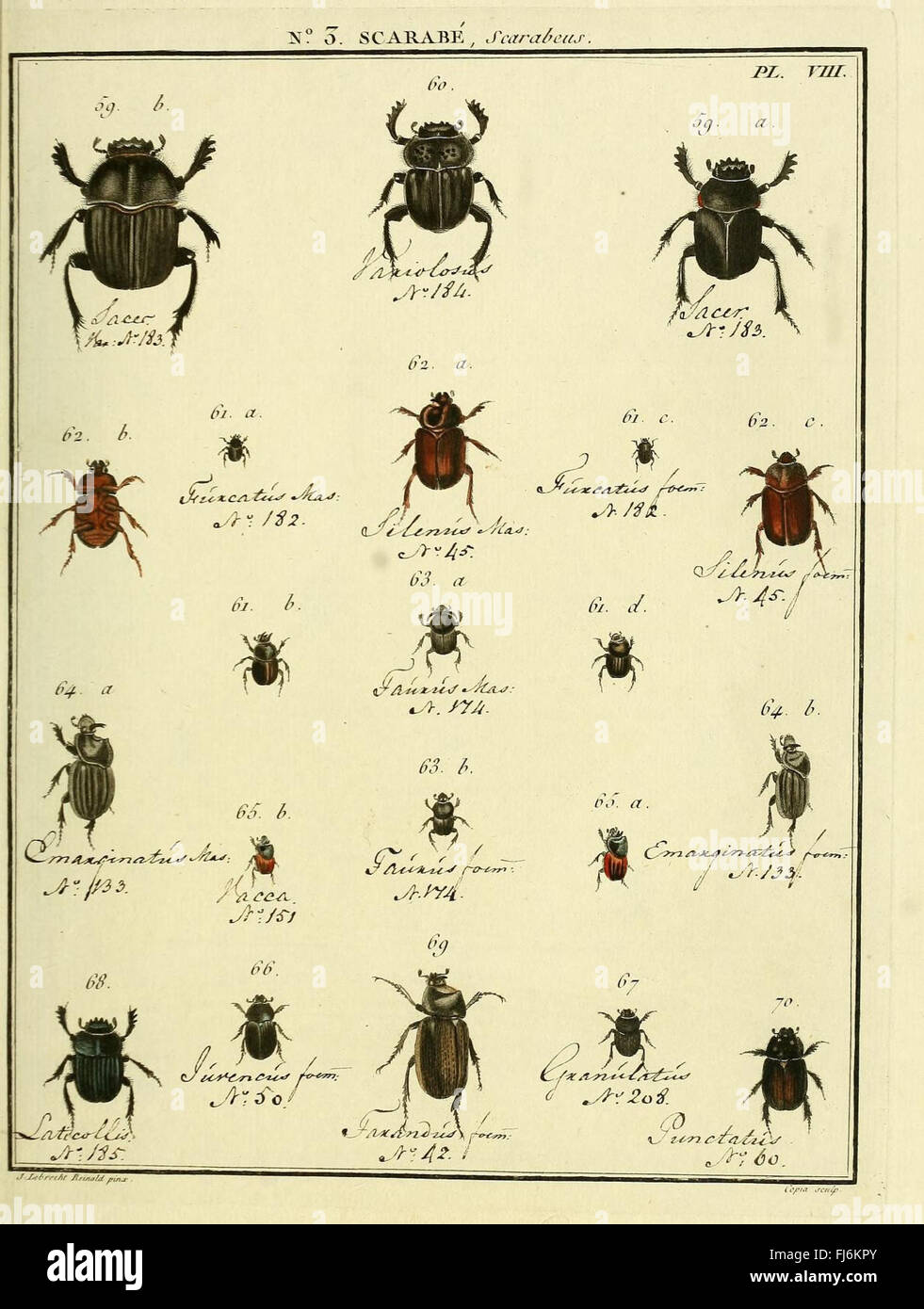 Entomology, or the natural history of insects, with a focus on beetles ...
