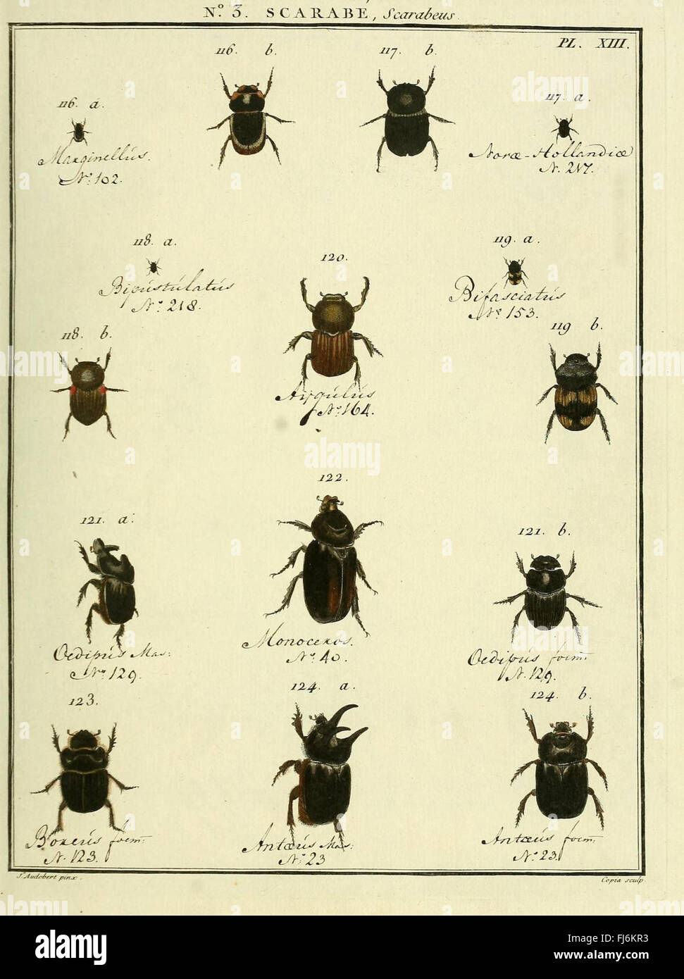 A natural history of insects, focusing on scarabs, featuring detailed ...
