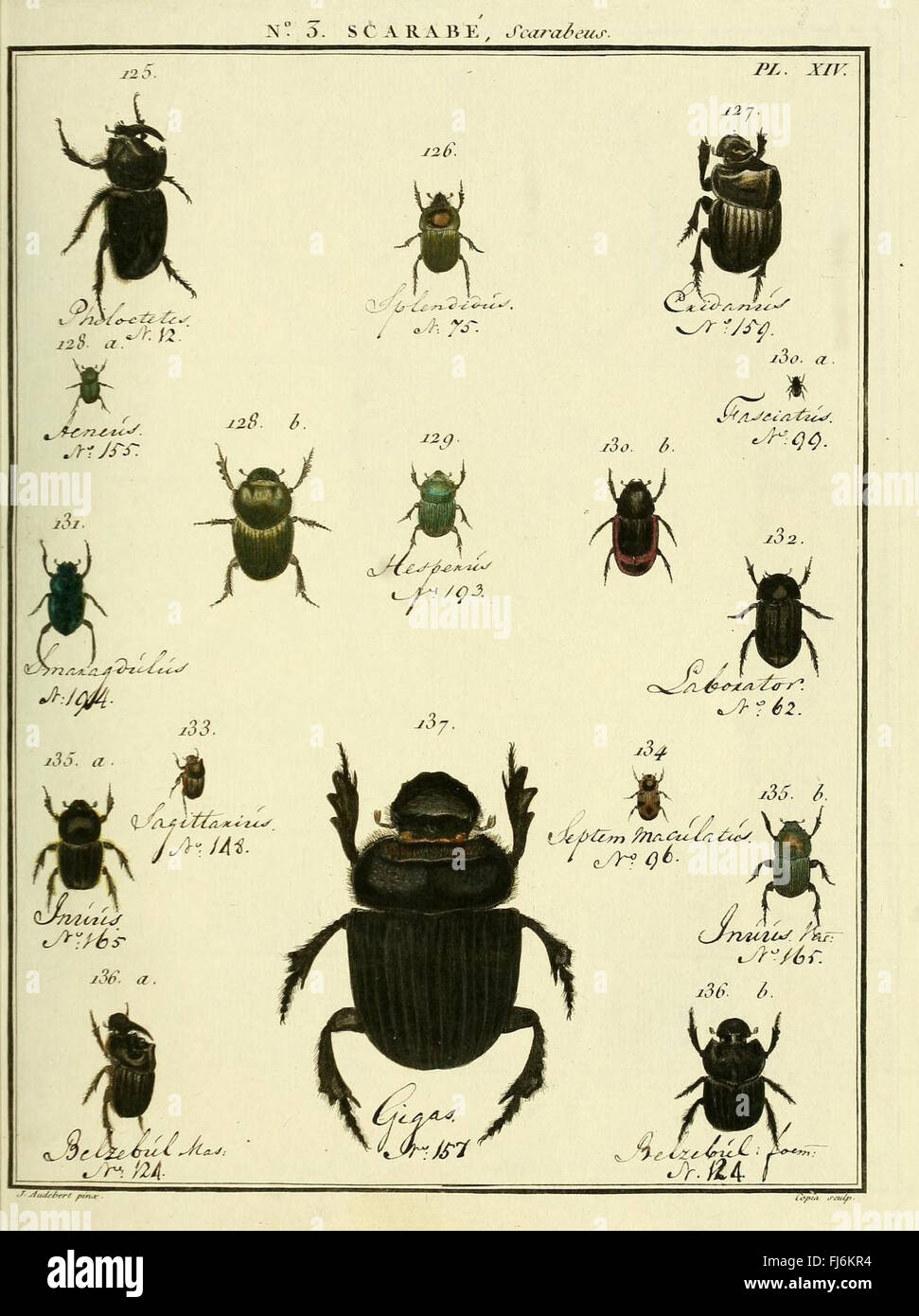 An illustration of the Scarabae beetle, part of a comprehensive work on ...