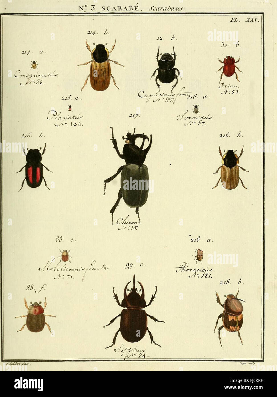 Entomology or Natural History of Insects (No. 3 Scarab Beetle, Plate ...