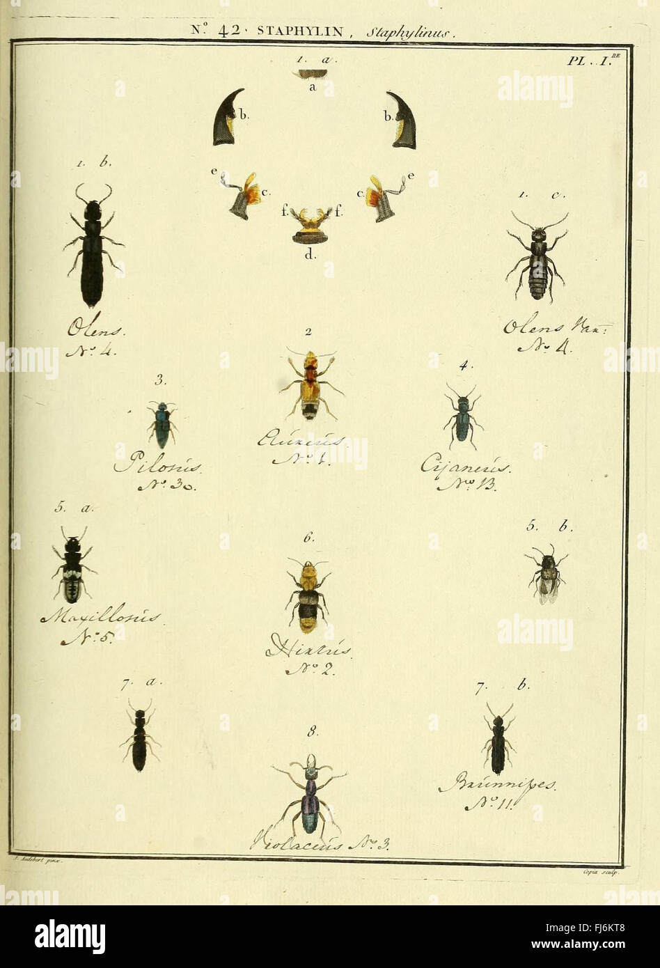 Entomological work detailing the natural history of beetles, focusing ...
