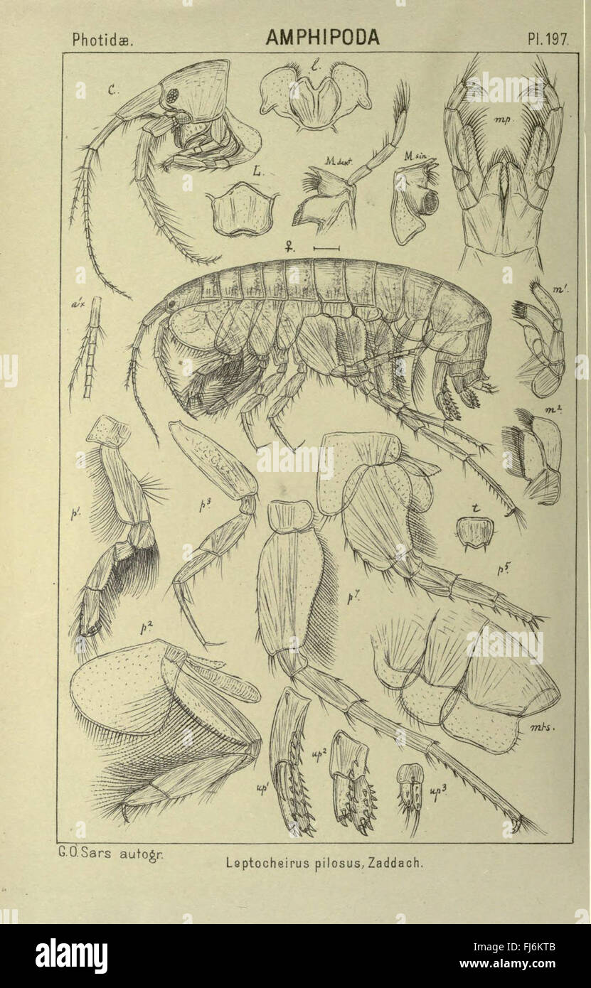 Another volume in the series documenting crustacean species from Norway ...