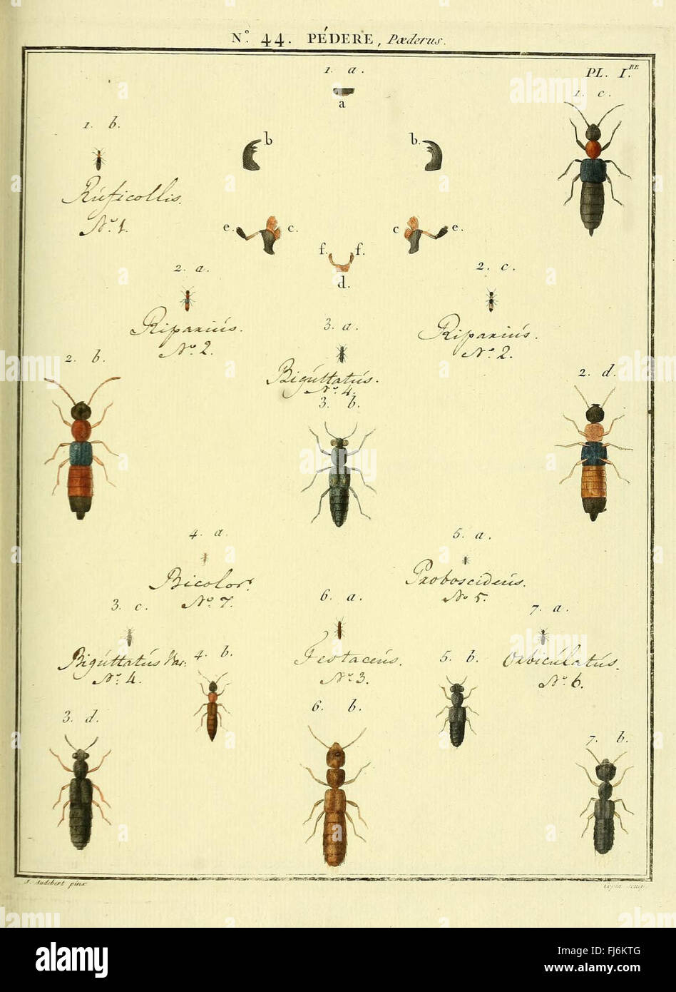Illustration of beetles from the entomological series, showcasing ...