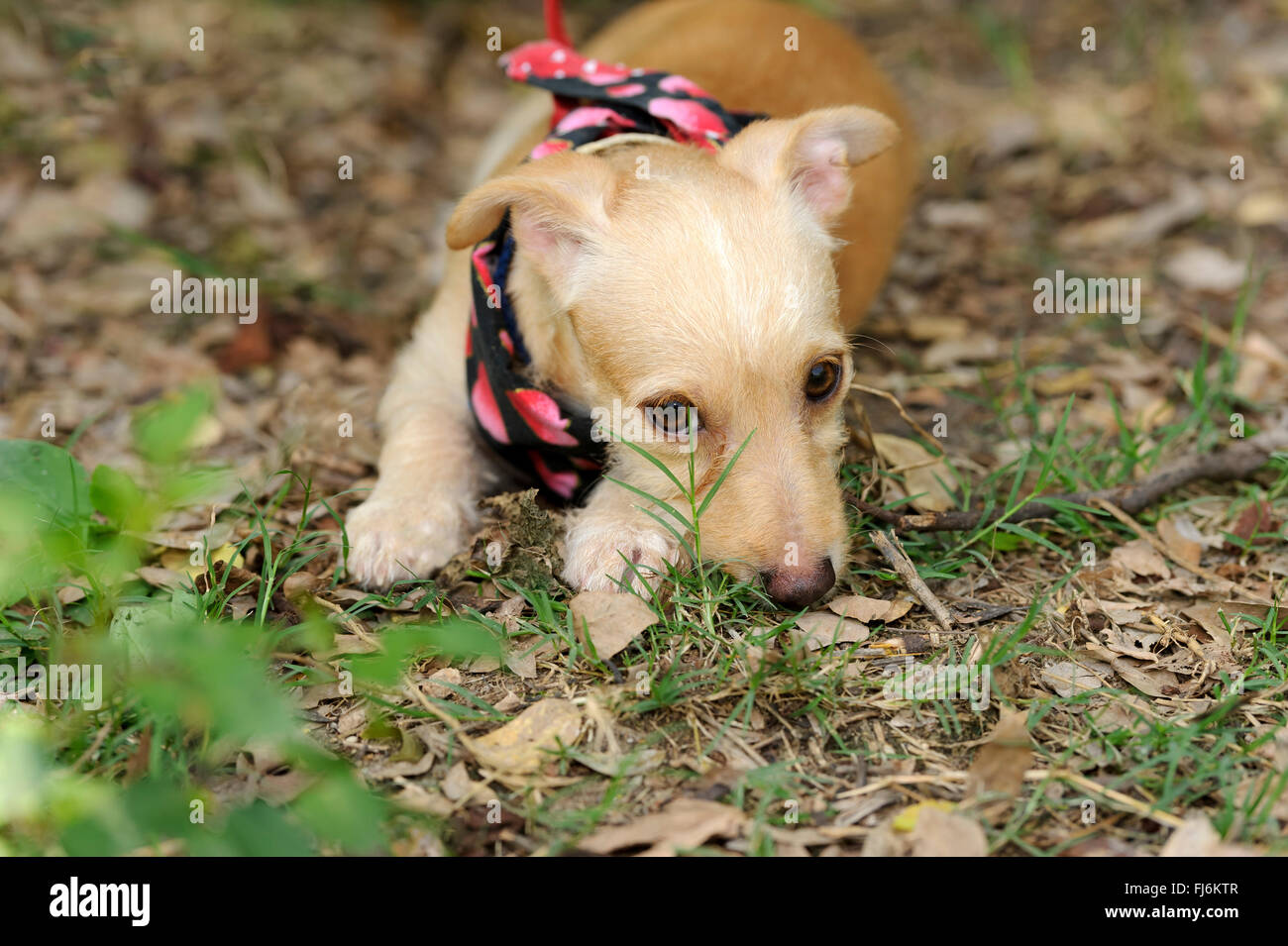 Shy Dog is a cute puppy outdoors hiding behind a blade of grass looking ...