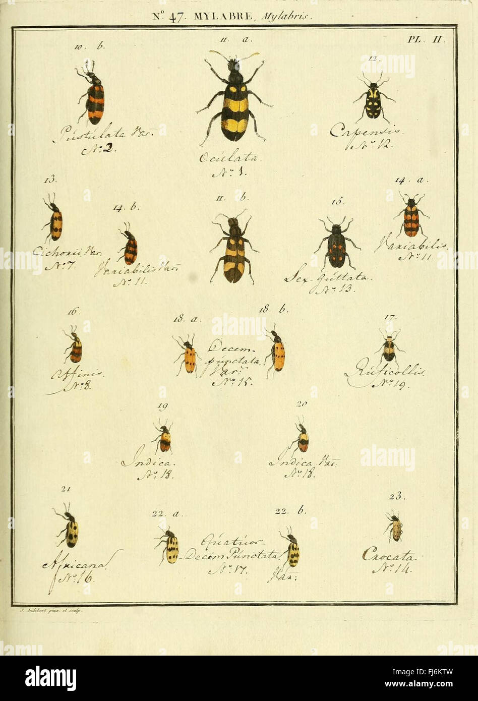 An entomological work on beetles, showcasing illustrations and in-depth ...