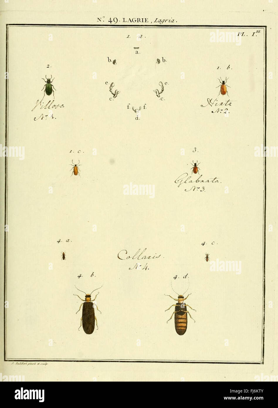 A comprehensive work on the natural history of insects, focusing on ...