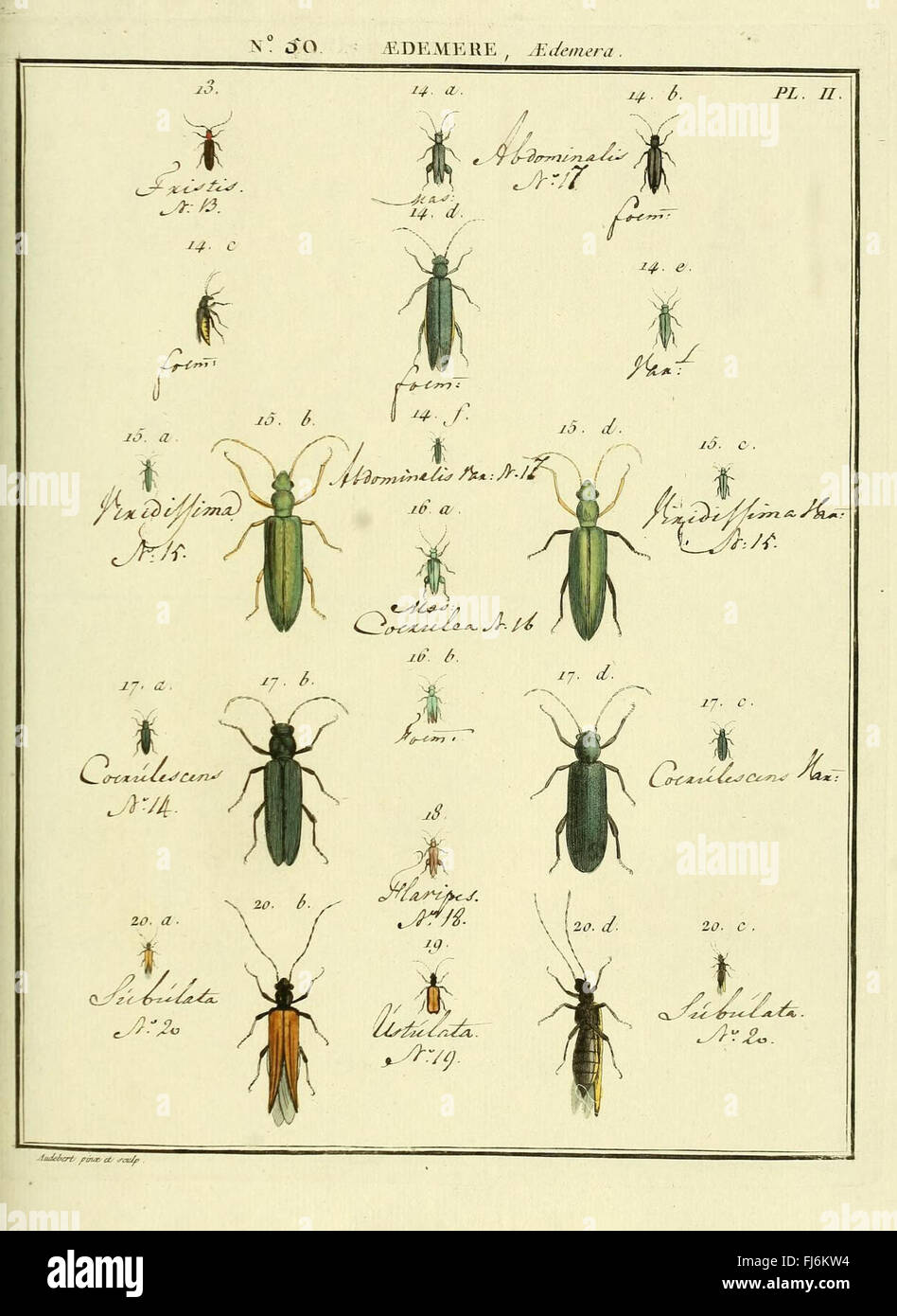 An illustration from *Entomologie, ou, Histoire naturelle des insectes ...