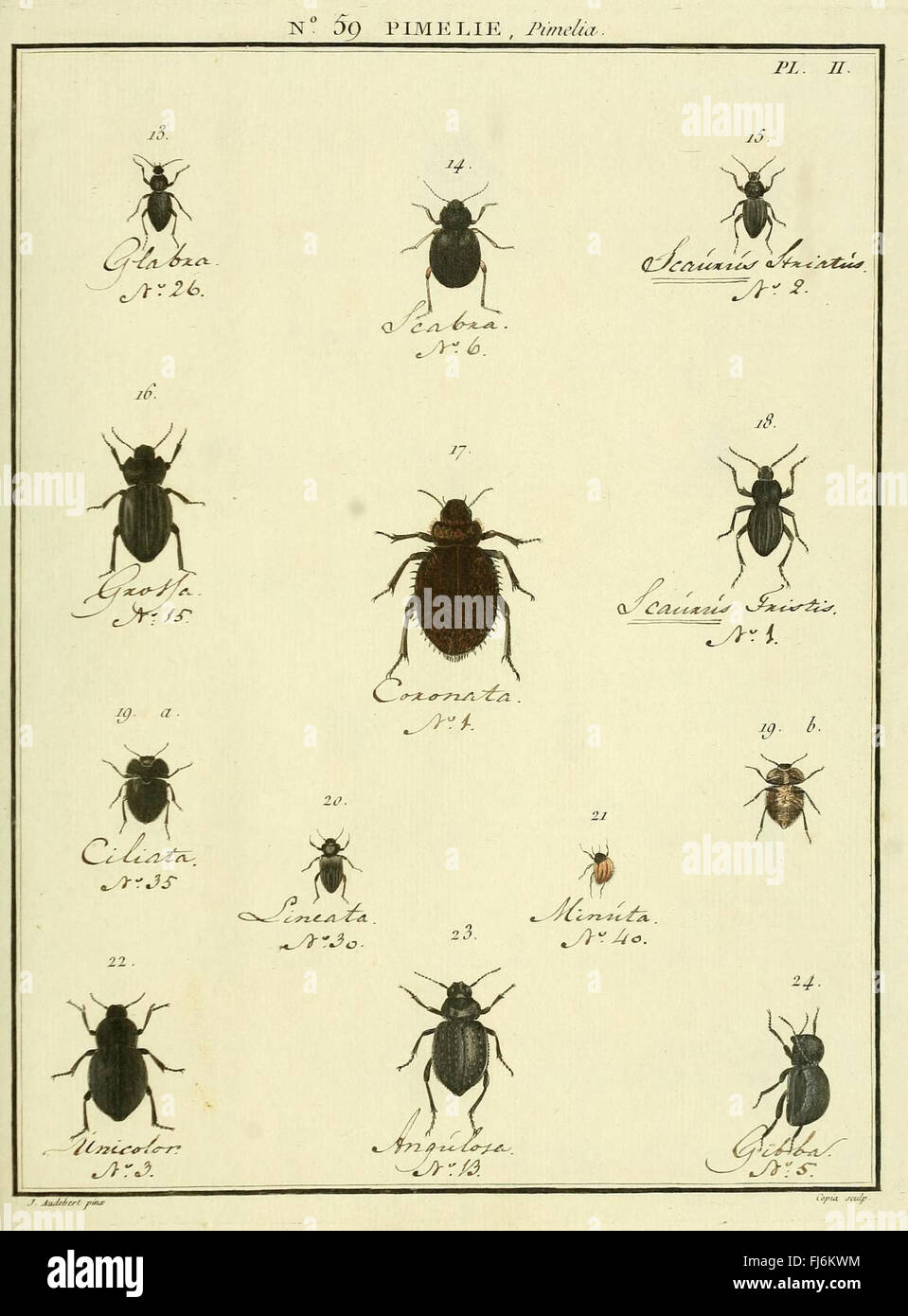 Entomology, or Natural History of Insects, a scientific work ...