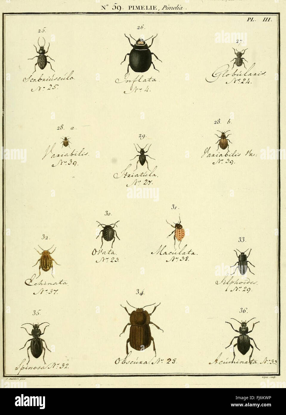 A comprehensive entomological work focusing on beetles, with detailed ...