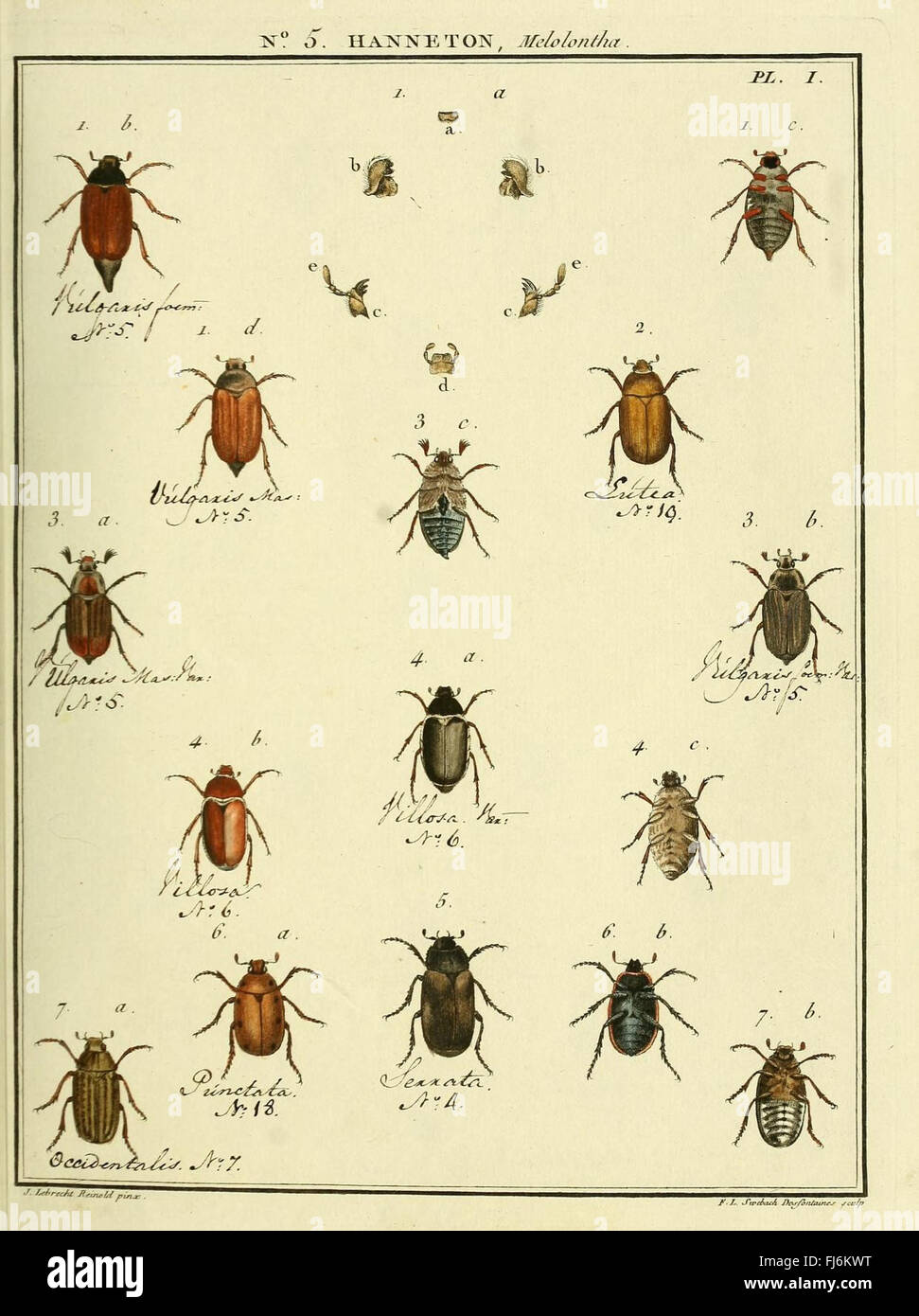 An illustration from 'Entomologie,' depicting a detailed study of ...