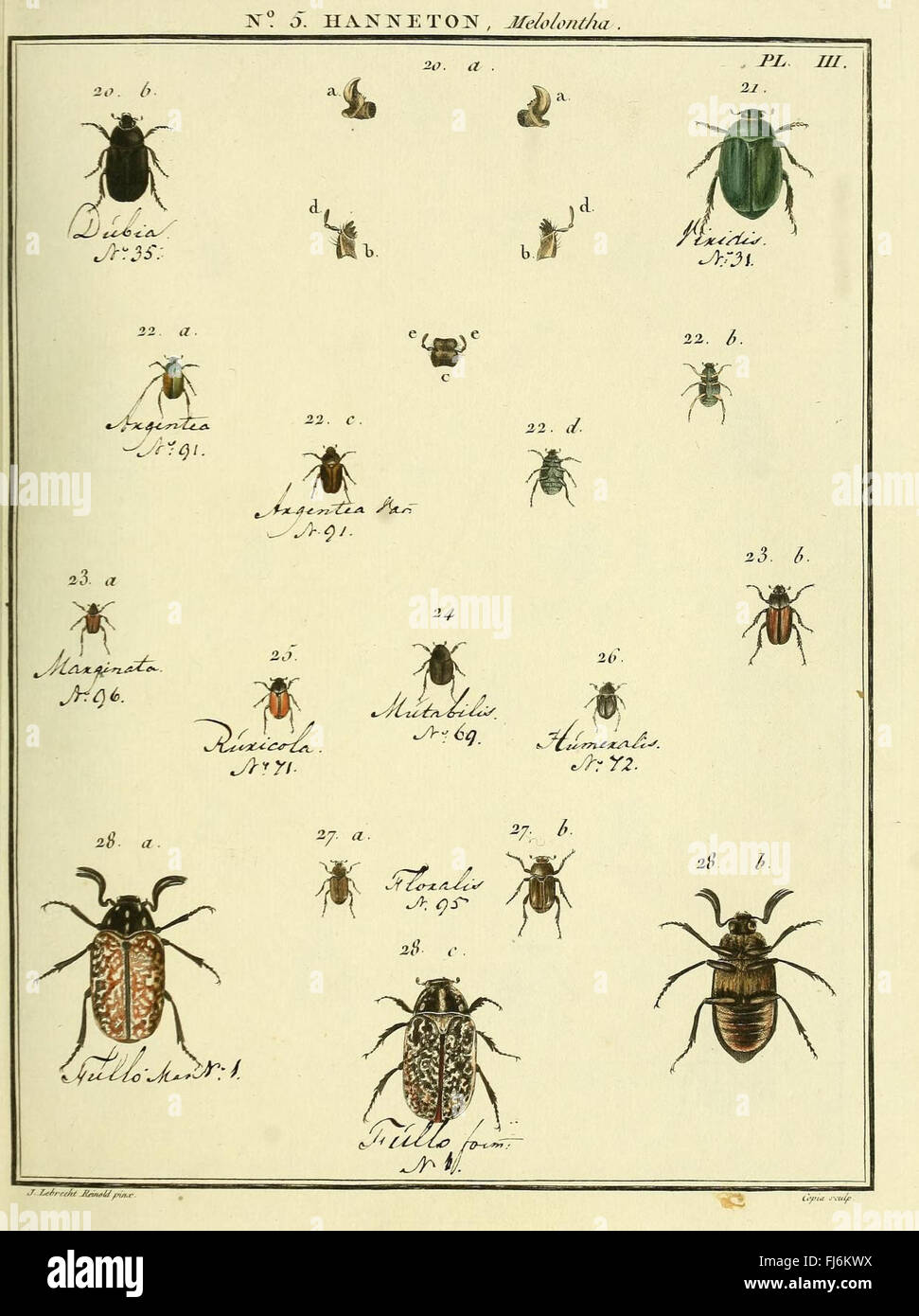 A detailed illustration of beetles from 'Entomologie', showcasing their ...