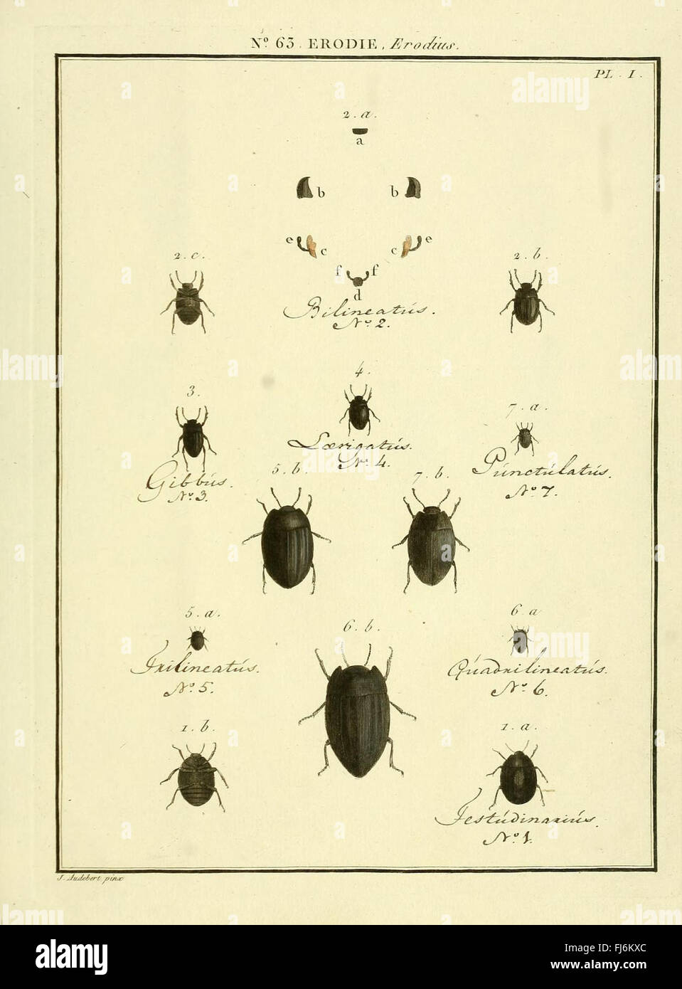 Entomology, or Natural History of Insects, documenting beetles and ...