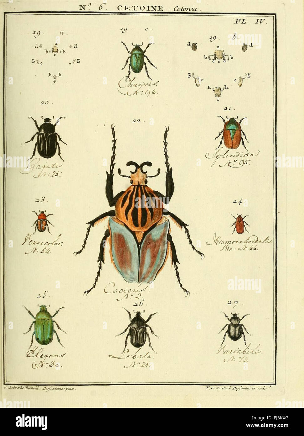 An entomological work illustrating the natural history of insects ...