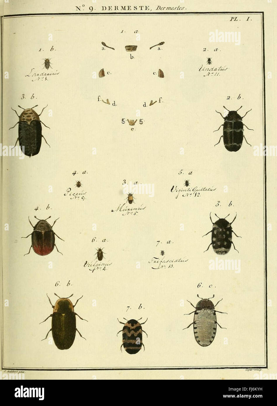 Entomologie, or, Natural History of Insects, featuring detailed ...