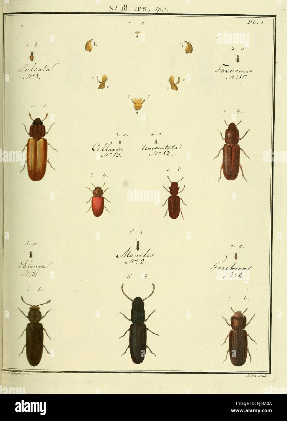 A natural history of insects, focusing on beetles and their ...