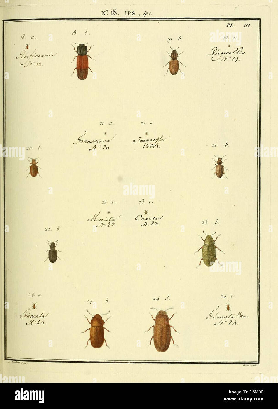 A French entomological work detailing the natural history of insects ...