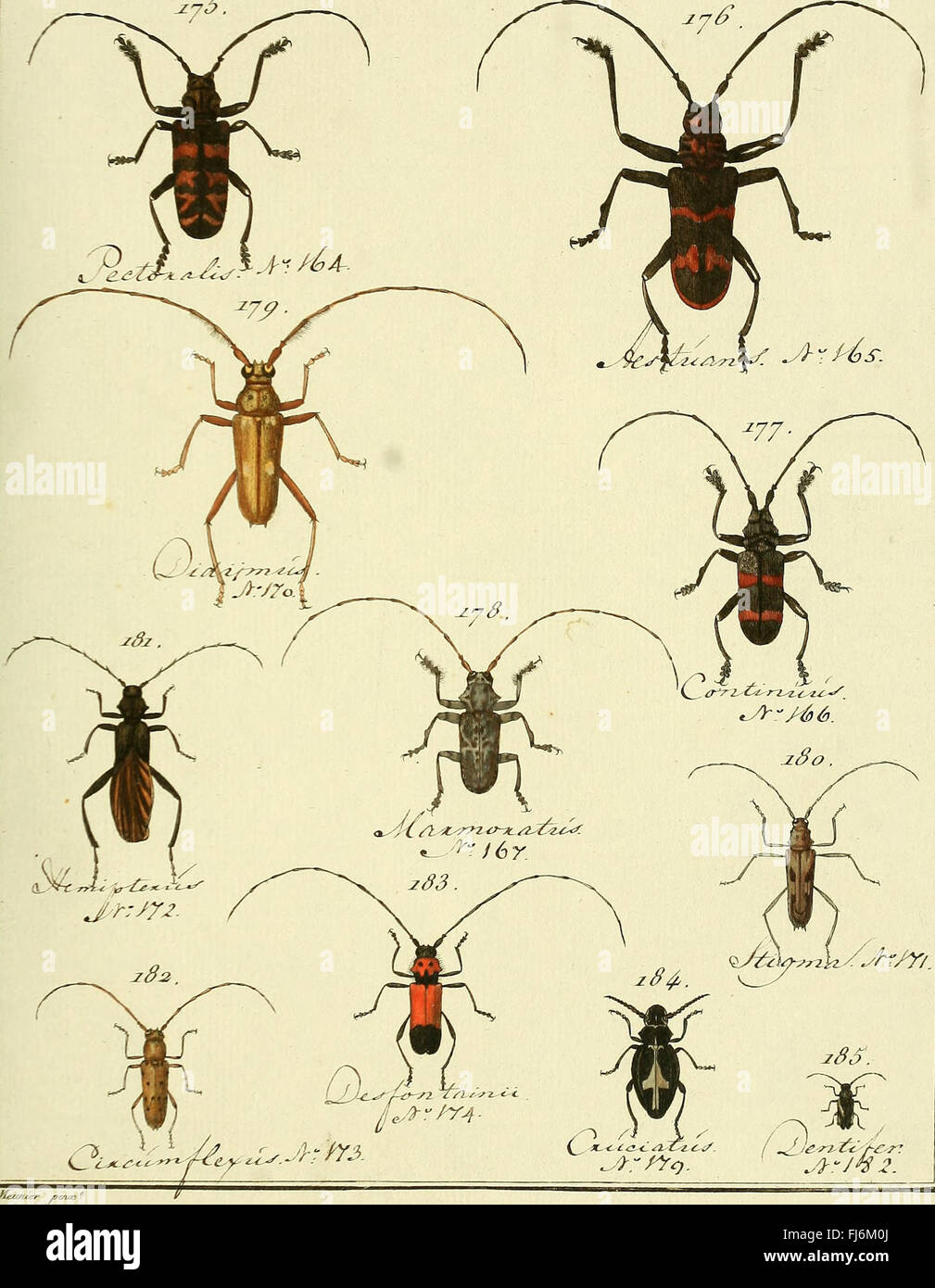 An 18th-century entomological work detailing the natural history of ...