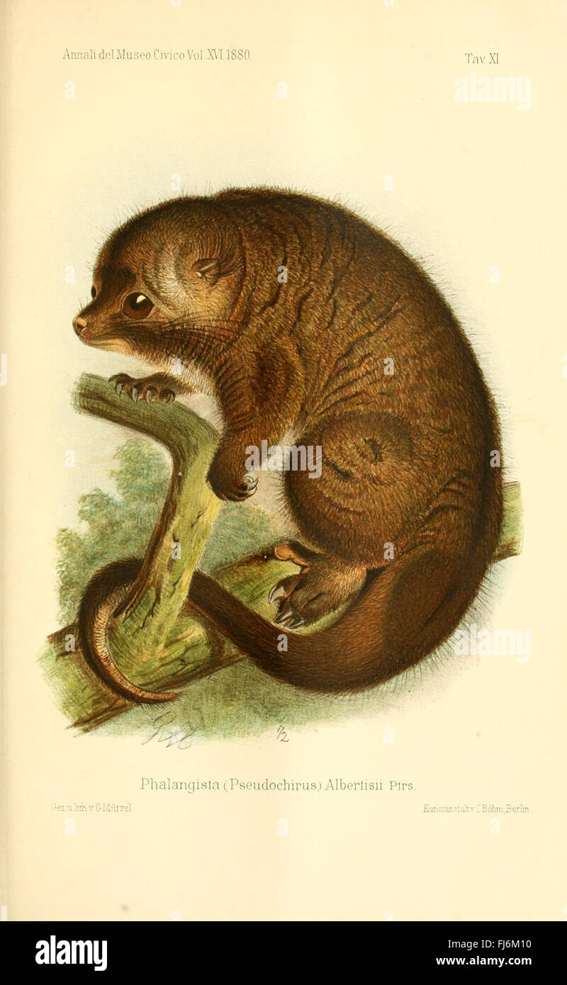 A list of mammal species from Papua New Guinea, detailing their biology ...