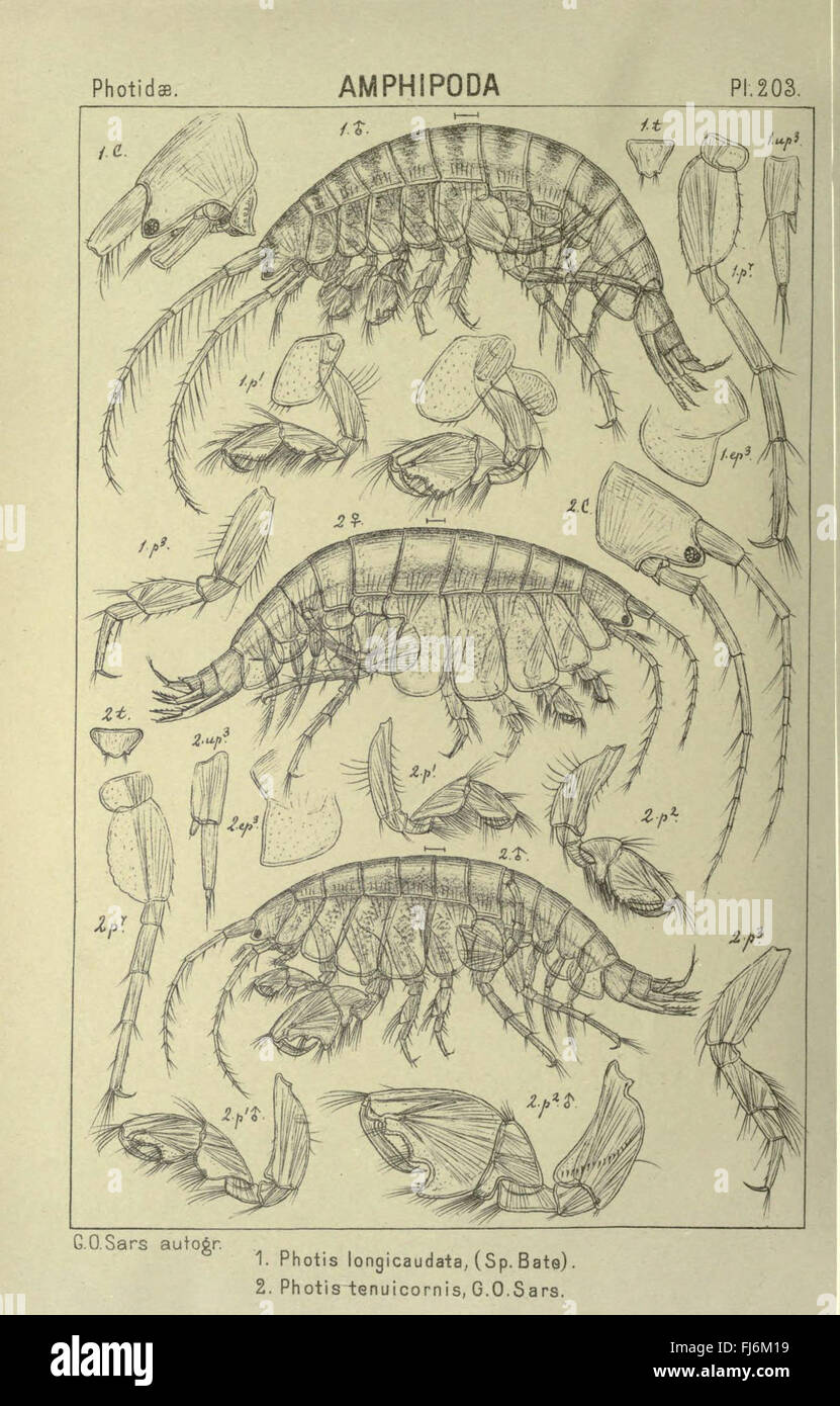 Crustacean identification hi-res stock photography and images - Alamy