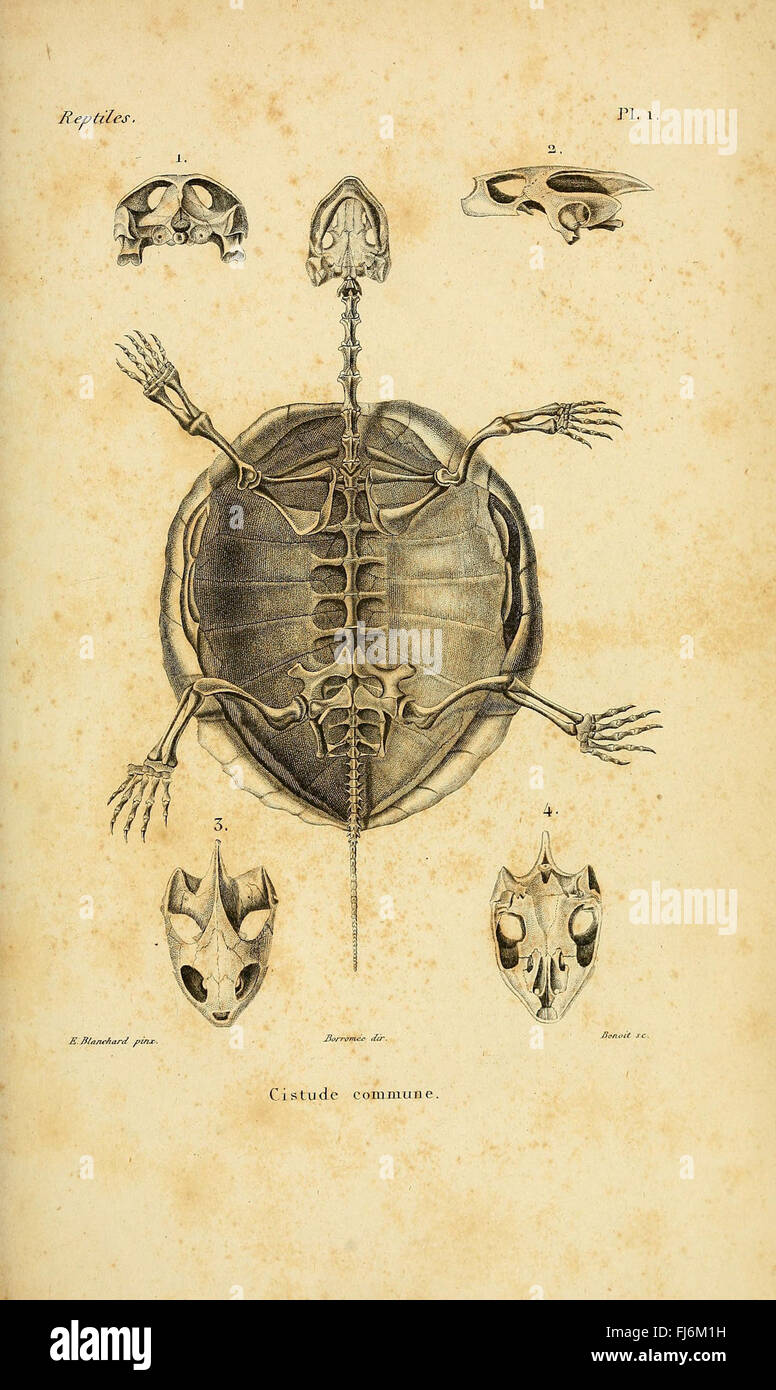 This comprehensive natural history study of reptiles and amphibians ...