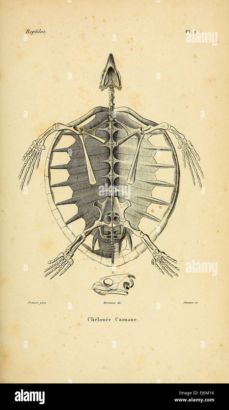 A comprehensive natural history of reptiles and amphibians, detailing ...
