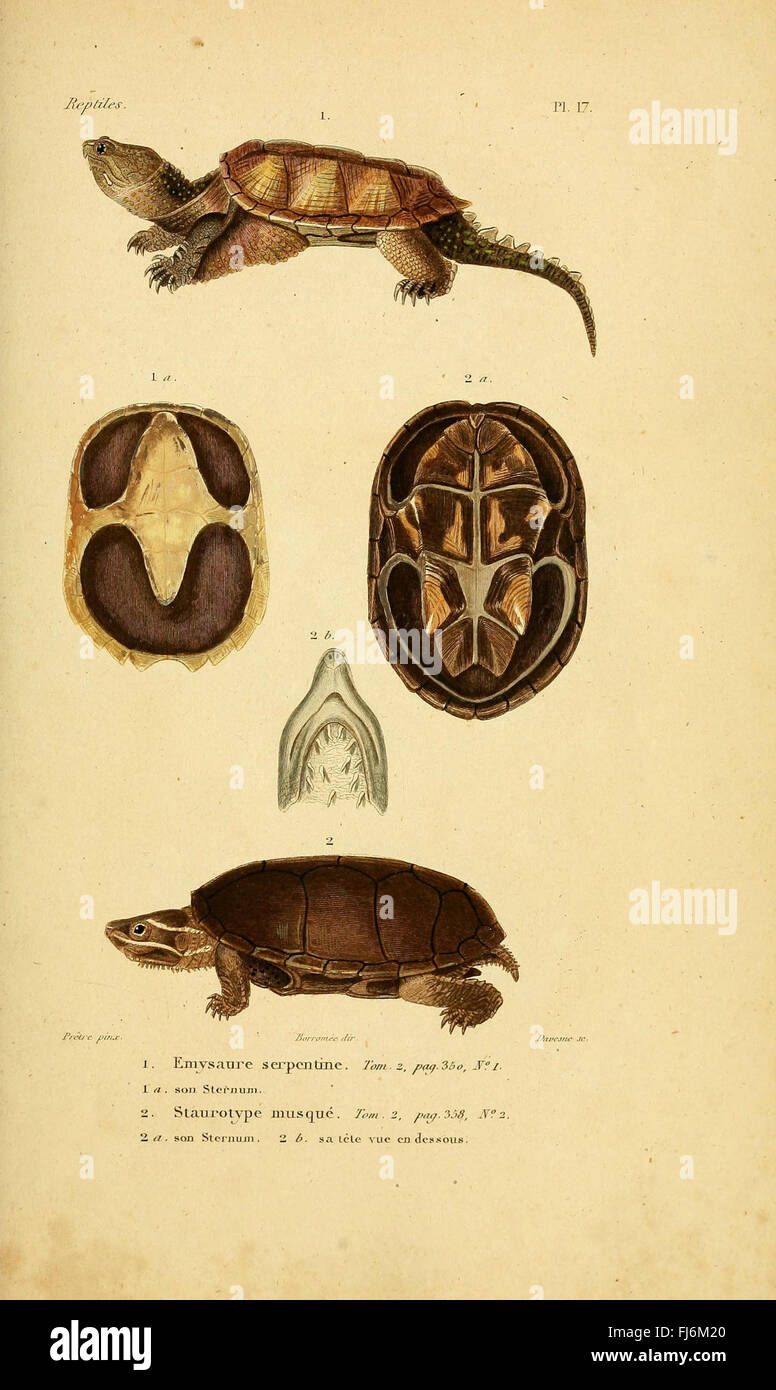 A comprehensive natural history of reptiles, detailing their ...