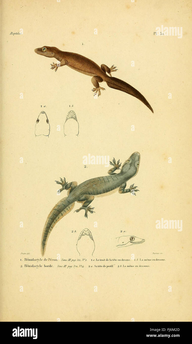 A comprehensive study on reptiles, including their natural history ...