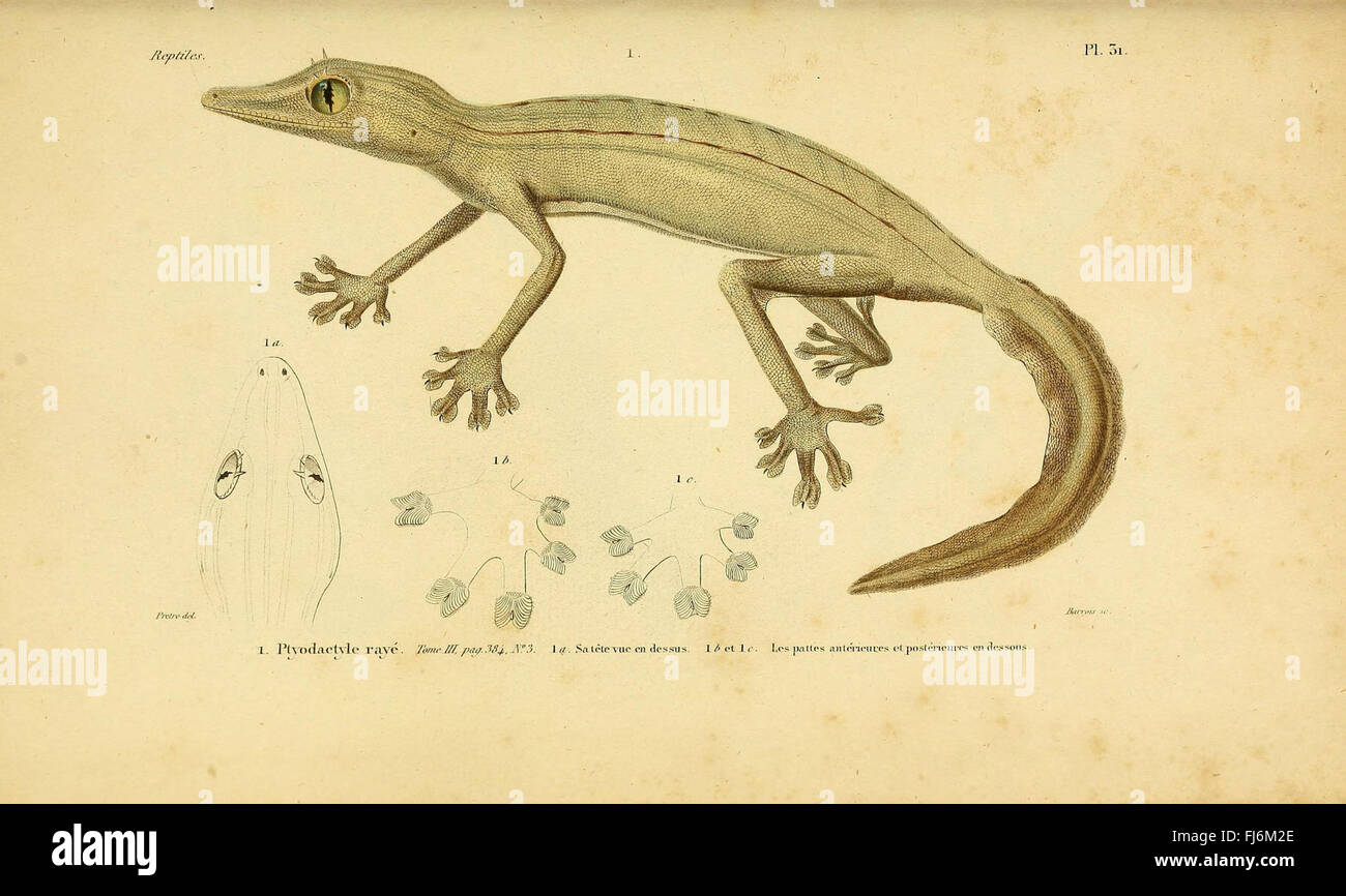 A comprehensive study of reptiles and amphibians, focusing on the ...