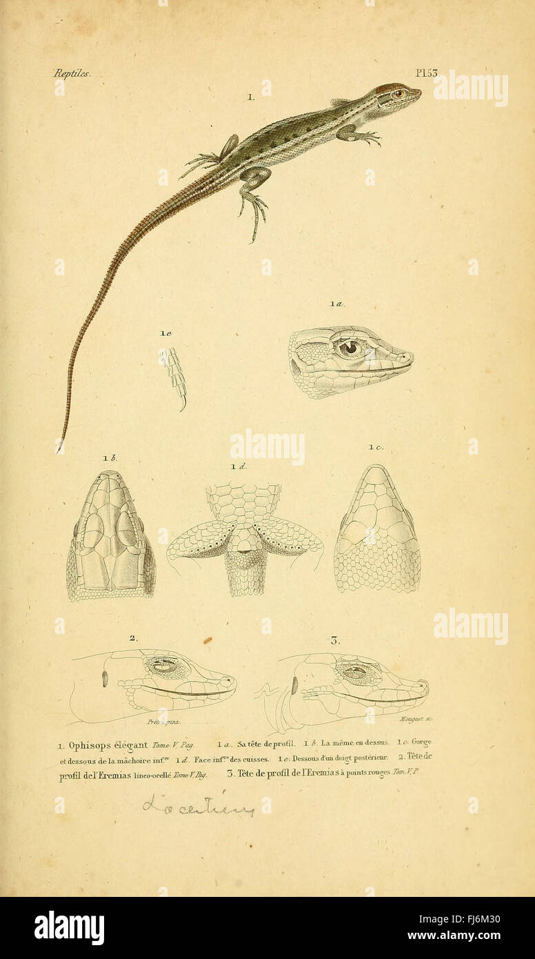 Complete natural history of reptiles, documenting their species and ...