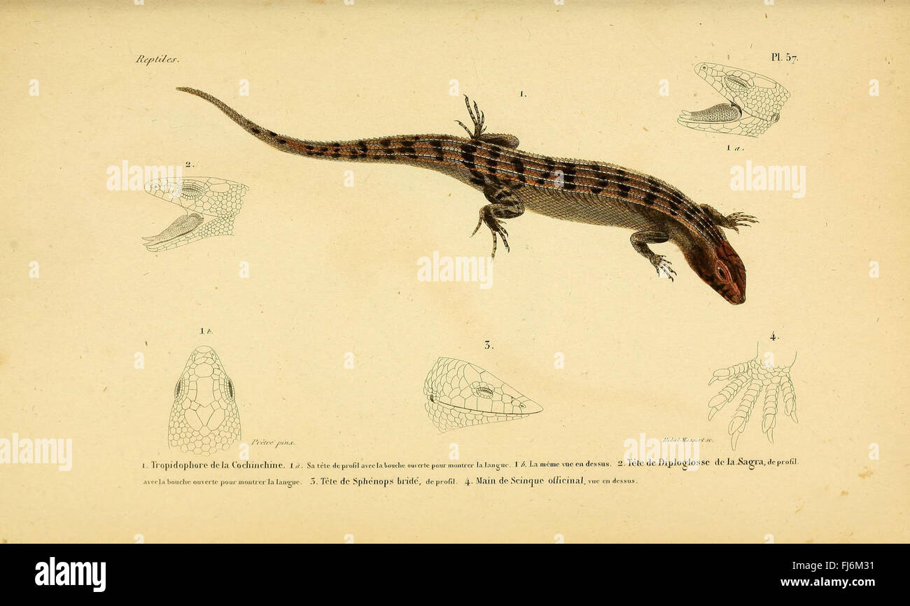 A comprehensive study of reptiles and amphibians, covering their ...