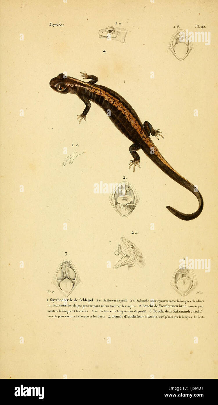 A comprehensive work on the natural history of reptiles and amphibians ...