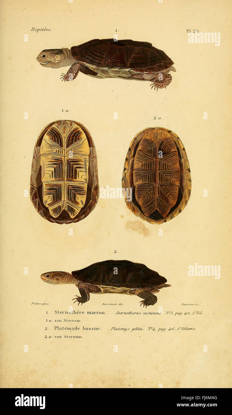 A comprehensive work on the natural history and classification of ...