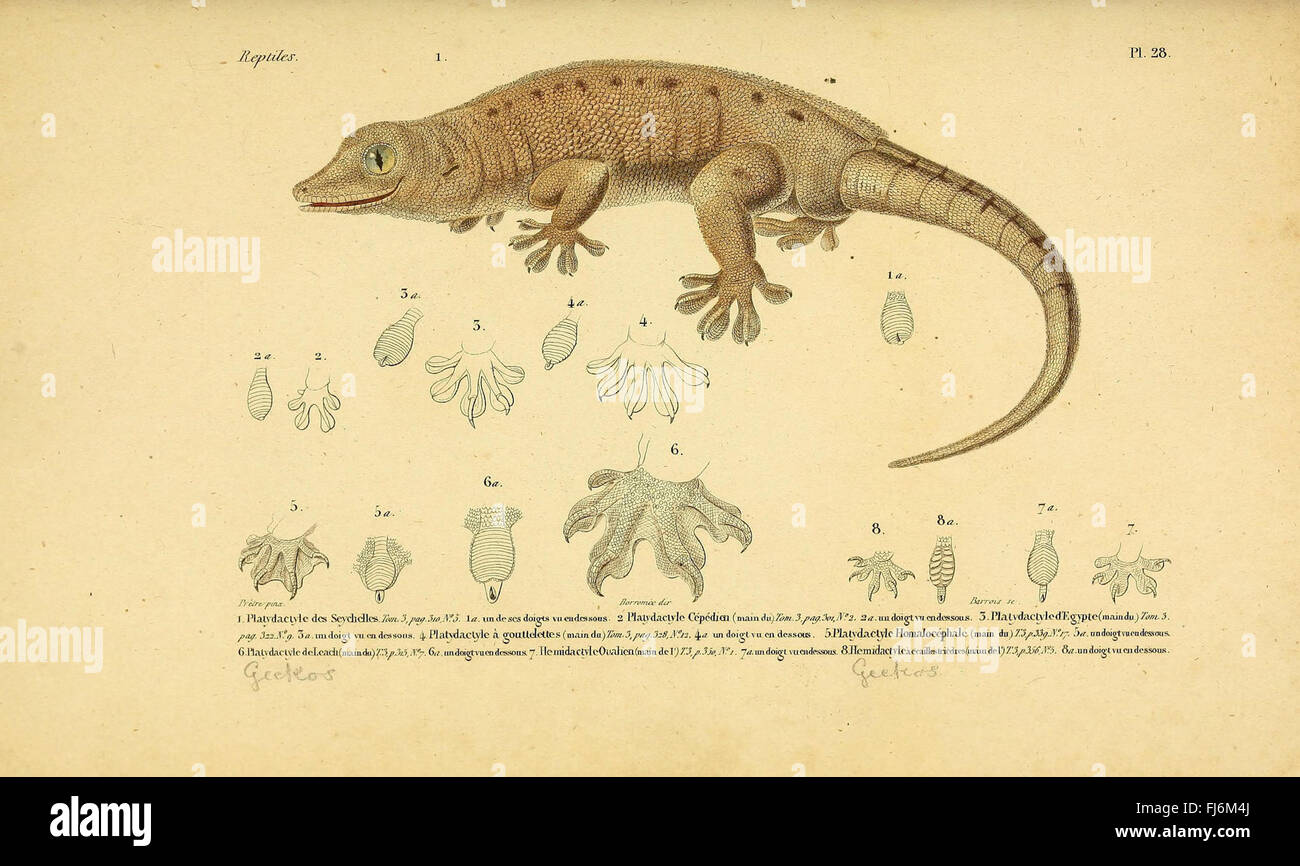A comprehensive work on the natural history of reptiles, including ...