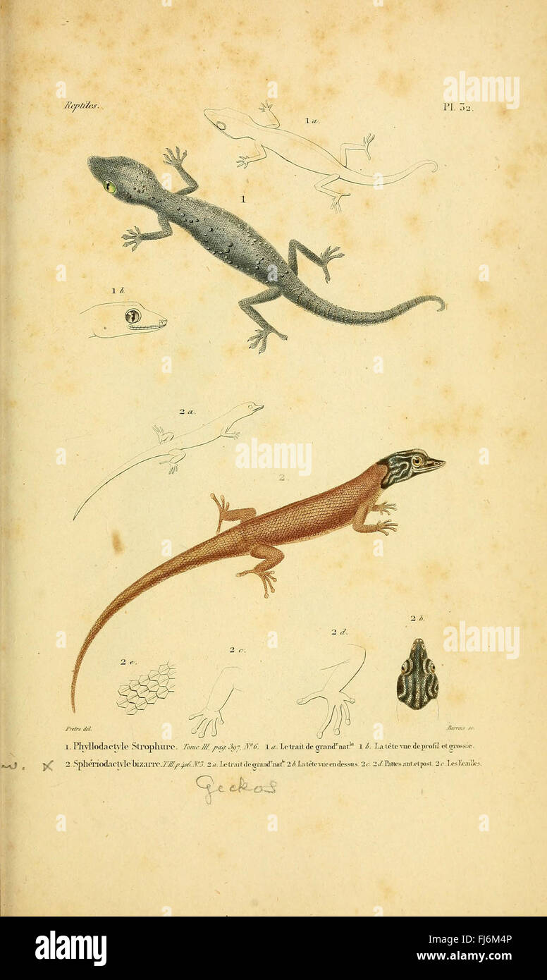 A complete natural history of reptiles, with detailed information on ...