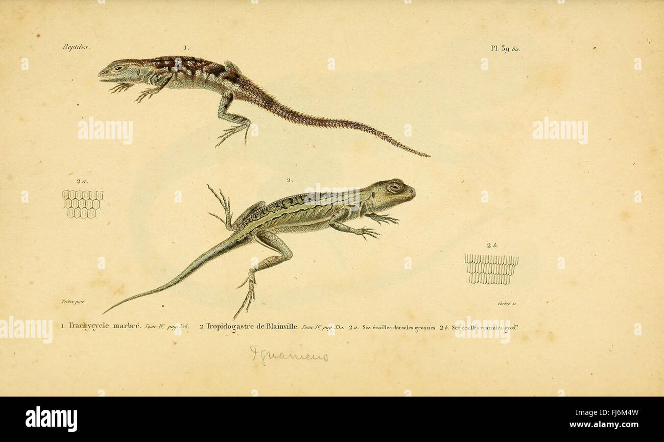 A detailed study of reptiles and amphibians, examining various species ...