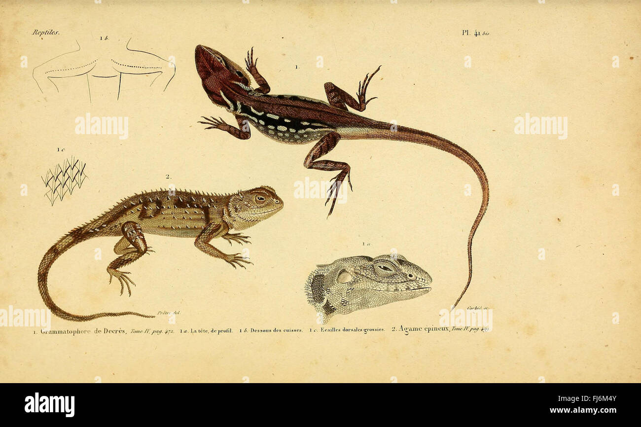 An illustration from *Erpétologie générale*, a comprehensive natural history of reptiles and ...