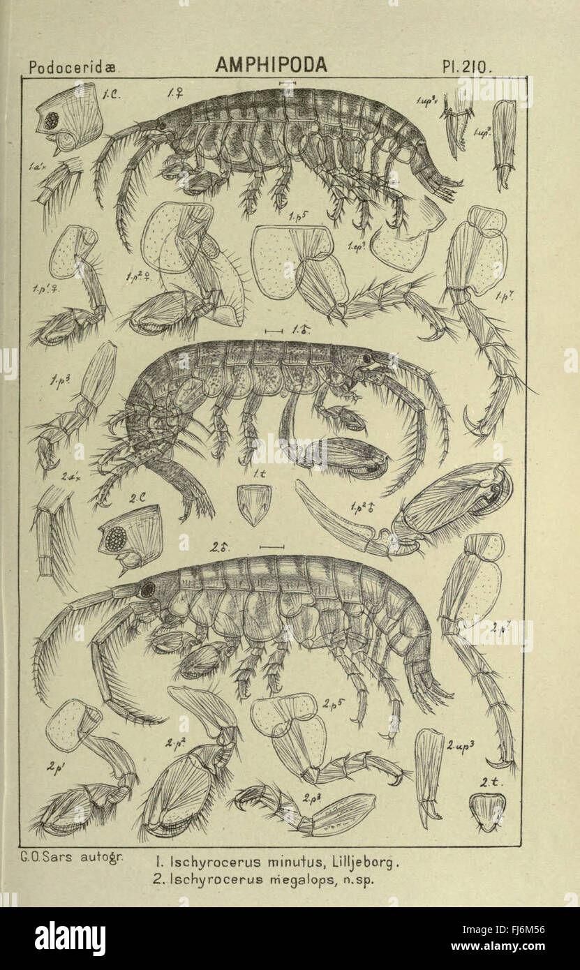 Illustrated catalog of Norwegian crustaceans, showcasing species ...