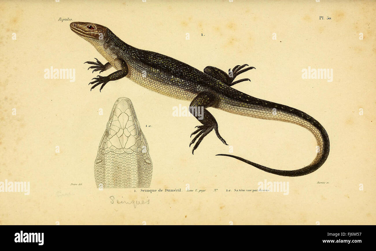 A comprehensive natural history of reptiles, detailing the taxonomy and ...